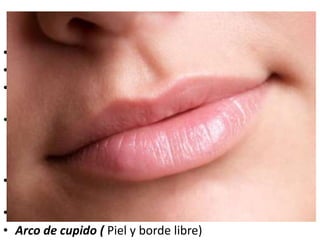 Cavidad bucal | PPTX