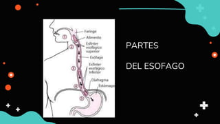 CAVIDAD BUCAL Y ESOFAGO.pptx