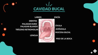 CAVIDAD BUCAL Y ESOFAGO.pptx