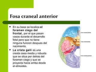 Cavidad craneal 3-1 | PPT
