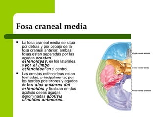 Cavidad craneal 3-1 | PPT