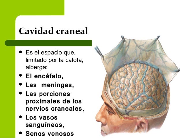 Cavidad craneal 3-1