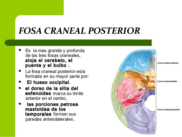 Cavidad craneal 3-1