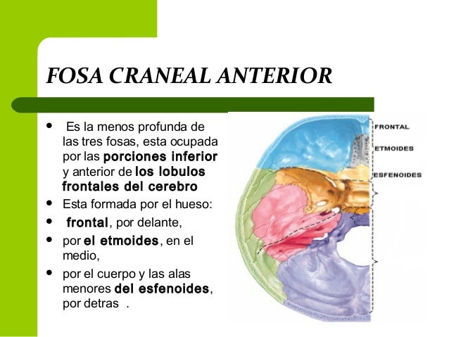 Cavidad craneal 3-1