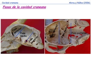 Cavidad craneana y encefalo | PDF
