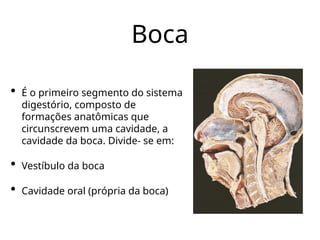anatomia de cabeça e pescoço: aula 1 cavidade oral.pptx