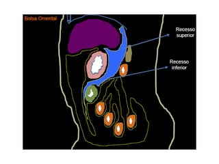 Parede Abdominal e Cavidade Peritoneal | PPT