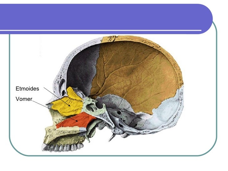 Cavidades Craneofaciales