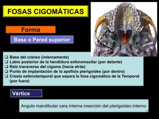CAVIDADES CRANEOFACIALES | PPTX