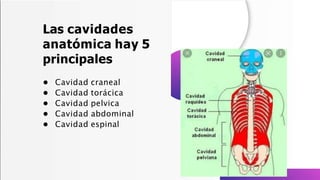 ×CAVIDADES ANATÓMICAS.pptx