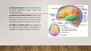 CAVIDADES CORPORALES.pptx