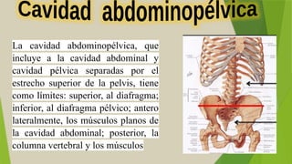 CAVIDADES CORPORALES Y SU CLASIFICACION Y ORGANOS DE LOS 9 CUADRANTES ...