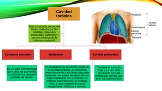CAVIDADES CORPORALES_DRA BRIGGITTE ALCIVAR.pptx
