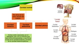 CAVIDADES CORPORALES_DRA BRIGGITTE ALCIVAR.pptx