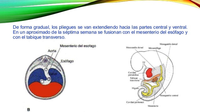 Cavidades corporales embriologia