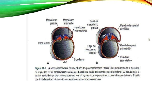 Cavidades corporales embriologia