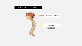 CAVIDADES CORPORALES PARTE 1 .pptx...... | PPTX
