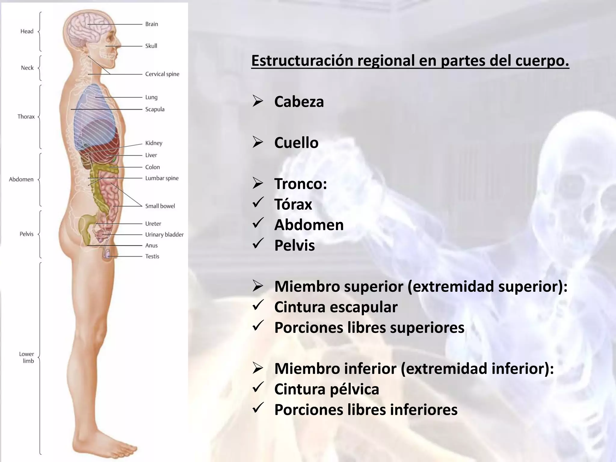 Cavidades del Cuerpo humano regiones y zonas topográficas | PDF