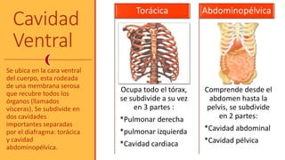 Cavidades Y órganos Del Cuerpo