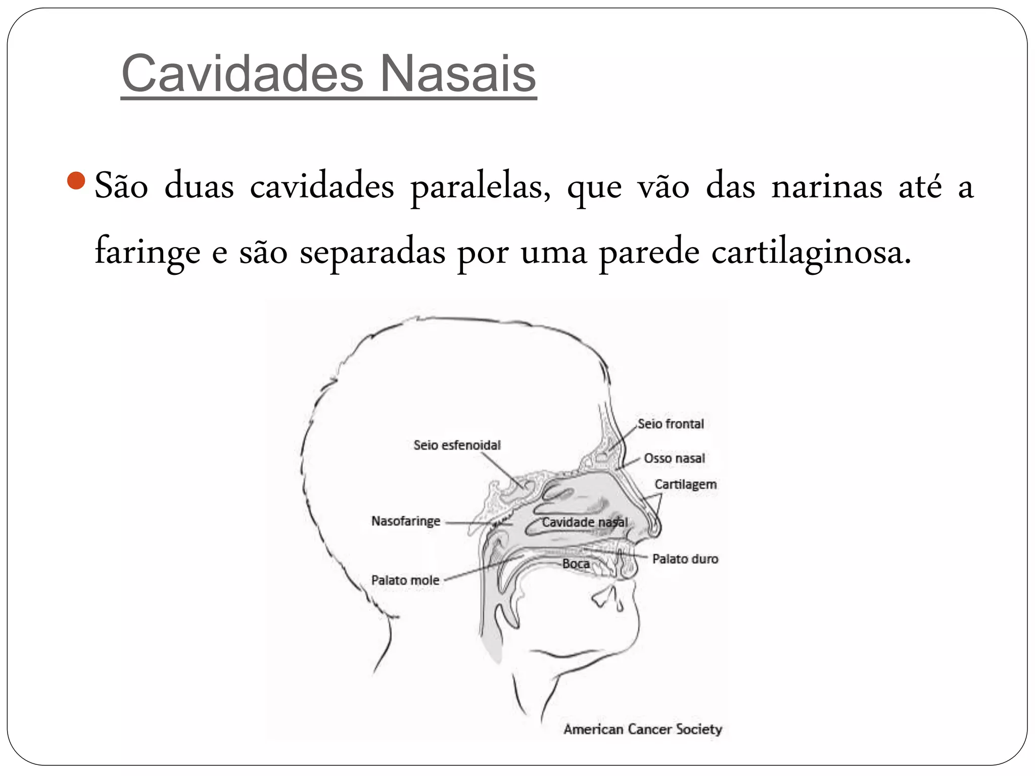 Cavidades nasais | PPT