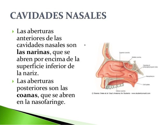 Cavidades nasales
