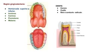 Cavidades oral, orbital y nasal resumen | PDF