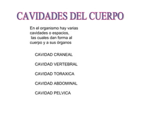 Cavidades posicion anatomica | PPT