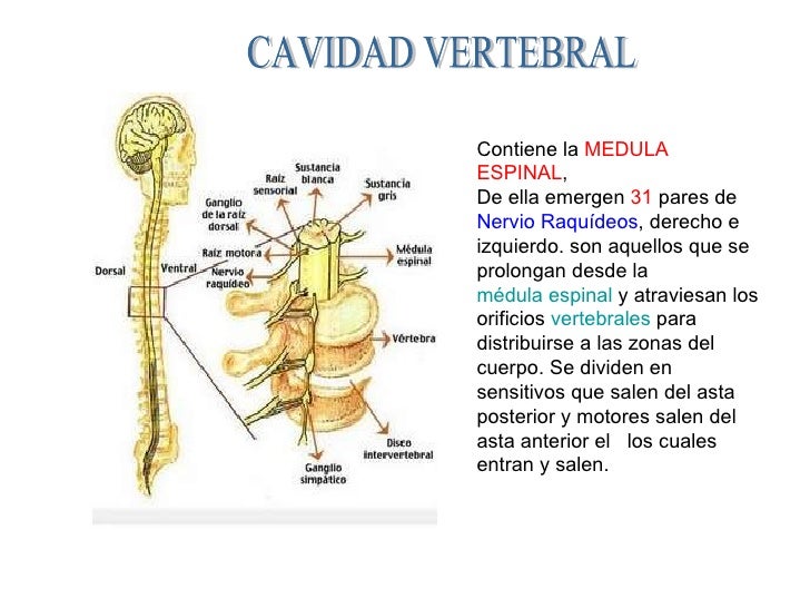 Cavidad Vertebral | www.picswe.net