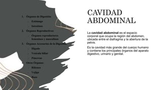 Diapositivas de las Cavidades cara y craneo y anatomia.pptx