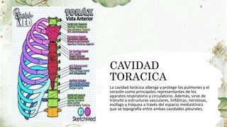 Diapositivas de las Cavidades cara y craneo y anatomia.pptx
