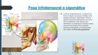 Cavidades y fosas comunes de craneo y cara y ATM.pptx