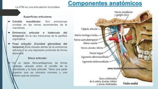 Cavidades y fosas comunes de craneo y cara y ATM.pptx