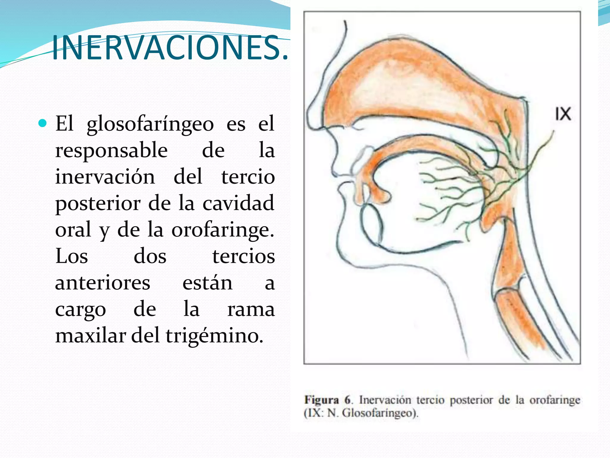 Cavidad Faríngea Nasofaringe y Orofaringe | PPTX