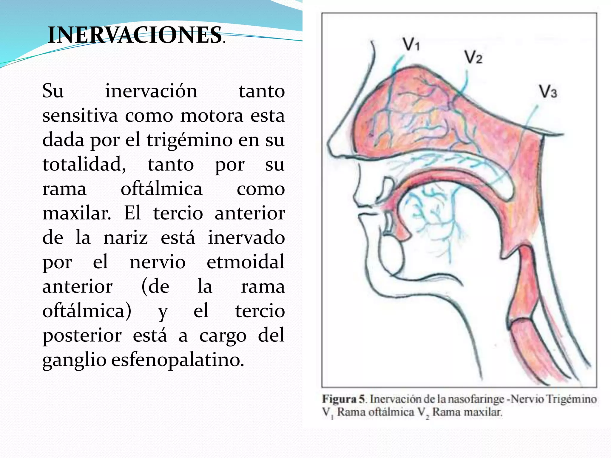 Cavidad Faríngea Nasofaringe y Orofaringe | PPTX