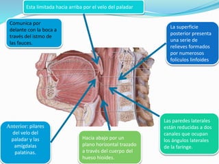 Cavidad Faríngea Nasofaringe y Orofaringe | PPTX