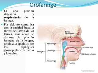 Cavidad Faríngea Nasofaringe y Orofaringe | PPTX