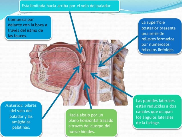 Cavidad Faríngea Nasofaringe y Orofaringe