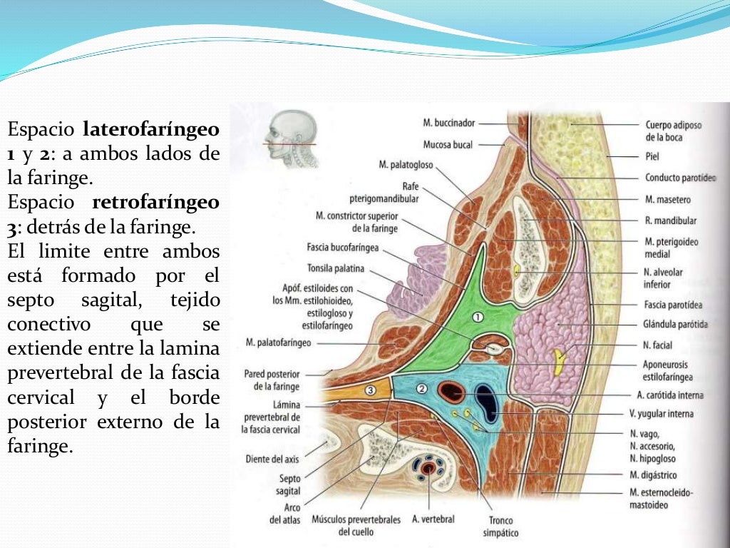 Cavidad Faríngea Nasofaringe y Orofaringe