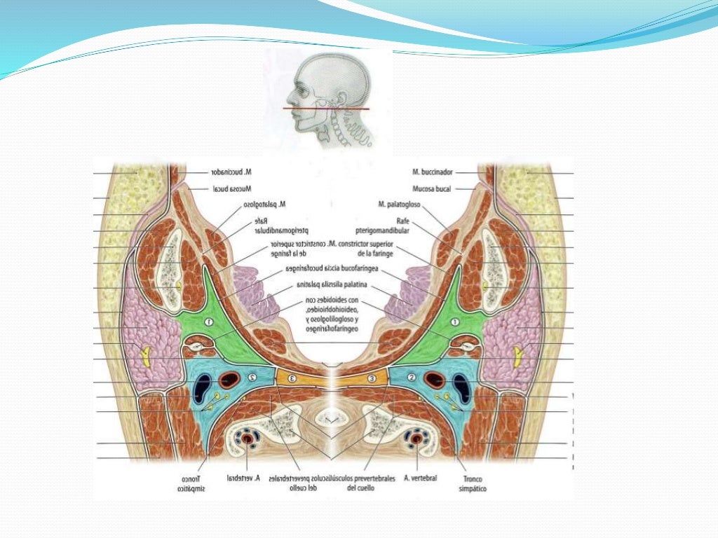 Cavidad Faríngea Nasofaringe y Orofaringe