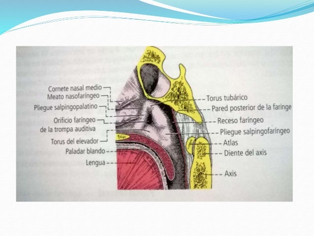 Cavidad Faríngea Nasofaringe y Orofaringe