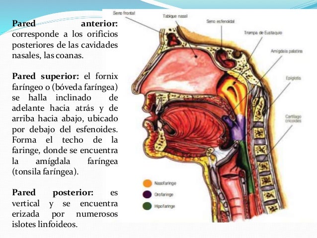Cavidad Faríngea Nasofaringe y Orofaringe