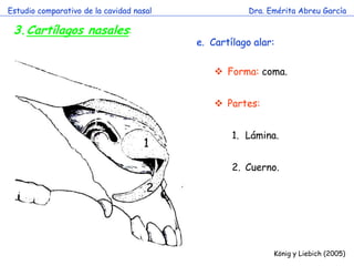 Cavidad nasal comparada | PDF