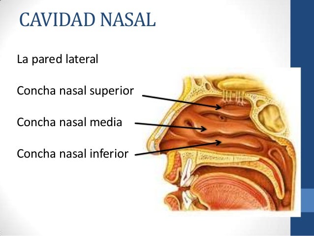END CAVIDAD NASAL