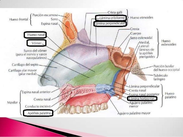 Cavidad nasal y senos paranasales