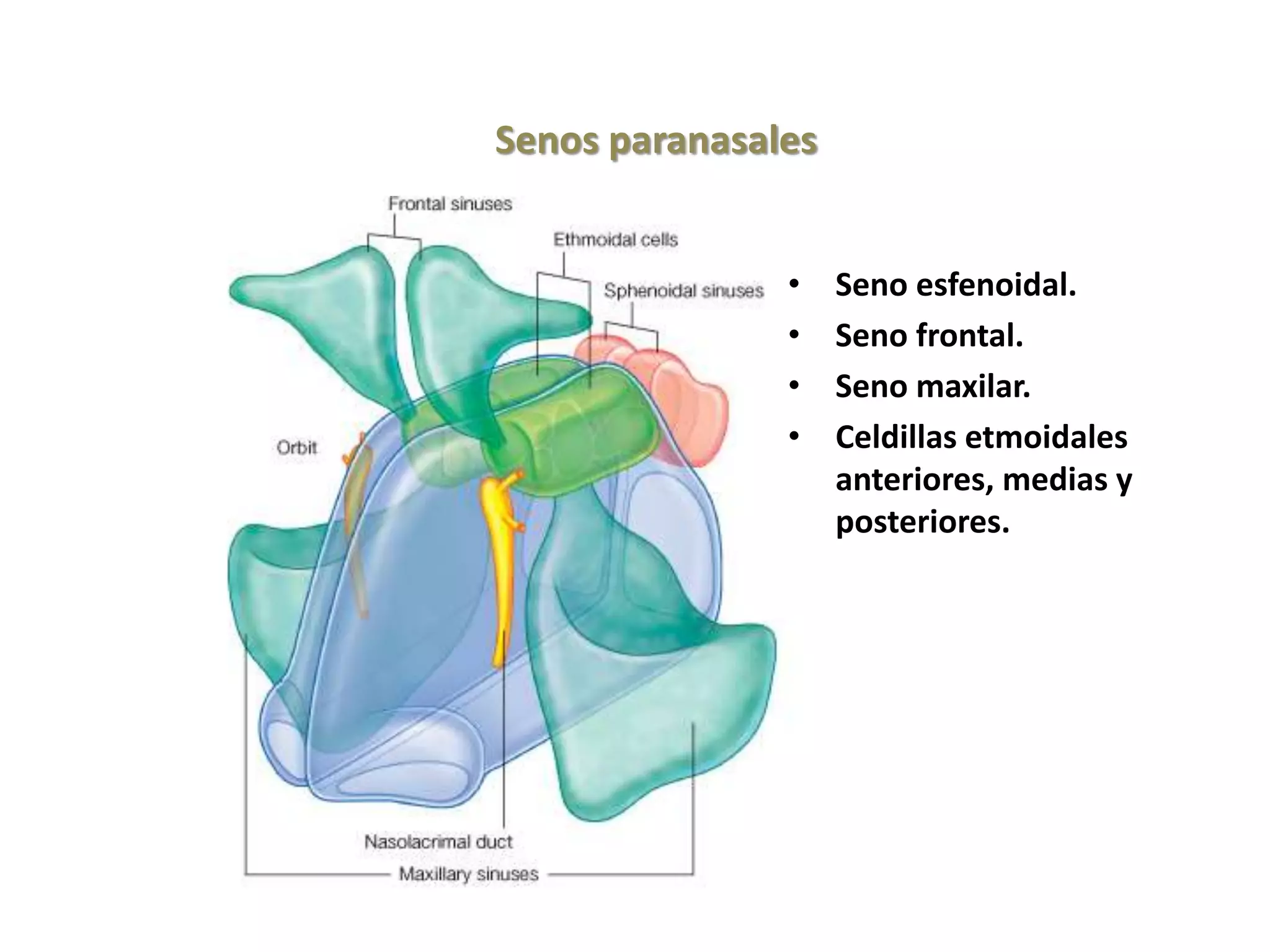 Cavidad nasal y senos paranasales - copia 1.pptx