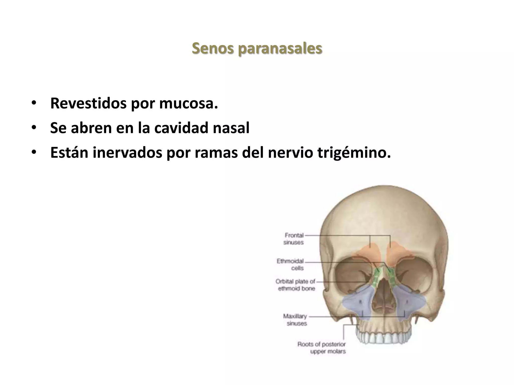 Cavidad nasal y senos paranasales - copia 1.pptx