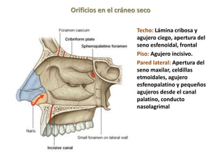Cavidad nasal y senos paranasales - copia 1.pptx