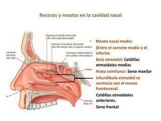 Cavidad nasal y senos paranasales - copia 1.pptx