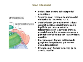 Cavidad nasal y senos paranasales - copia 1.pptx