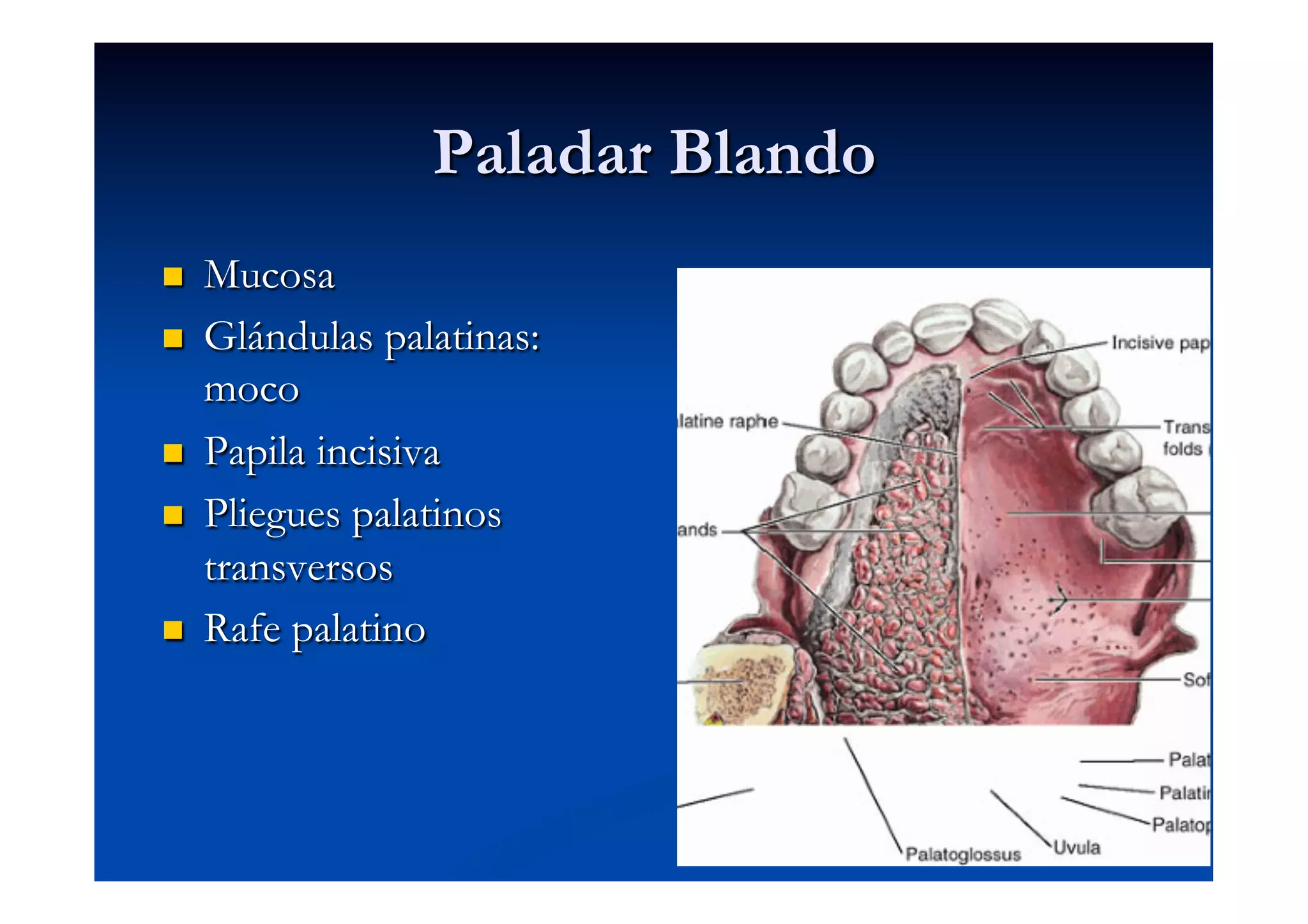 Cavidad oral | PPT